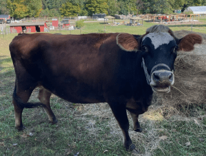 Visit Good Pickin' Farm | Revolutionary Valley Regional Tourism Council