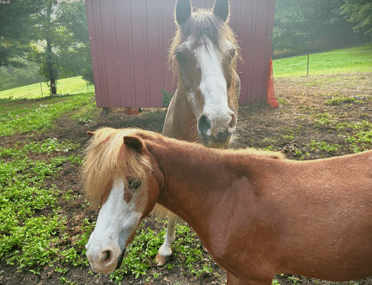 Visit Good Pickin' Farm | Revolutionary Valley Regional Tourism Council